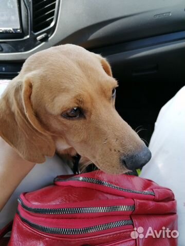 Такса бесплатно