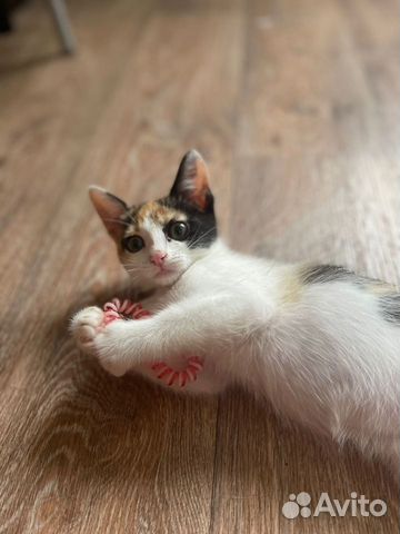 Отдам котенка в добрые руки