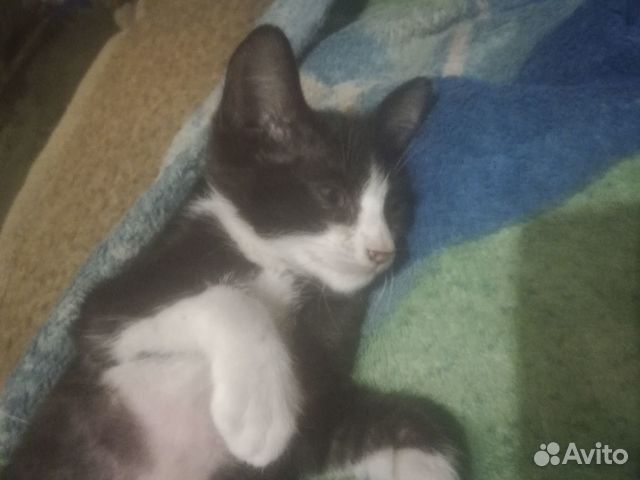 Раздача 2-х котят Бесплатно