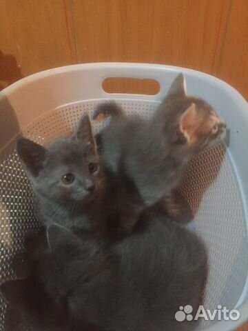 Самые крутые котята