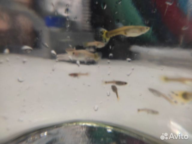 Молодые гуппи