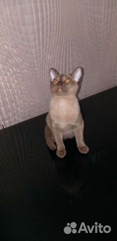 Кошечка европейская бурма шоколад