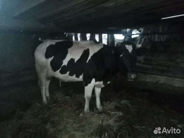 Корова дойная