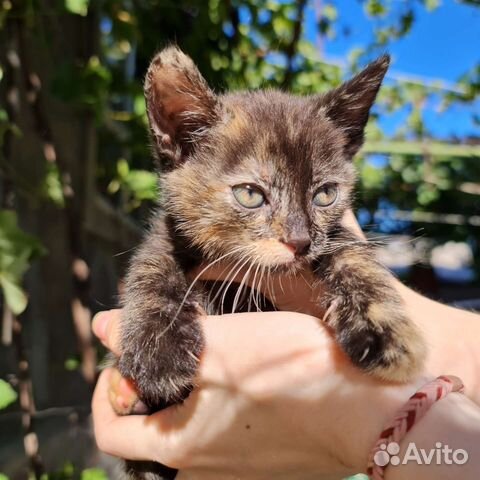 Котяточки полушотланцы