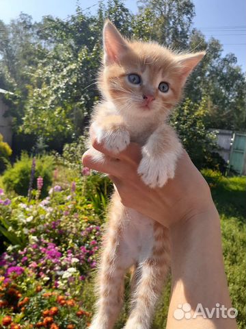 Котята