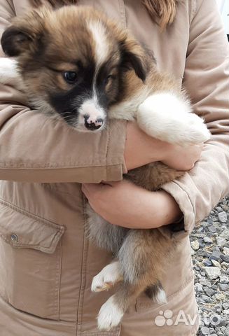 Собака 2 месяца в добрые руки