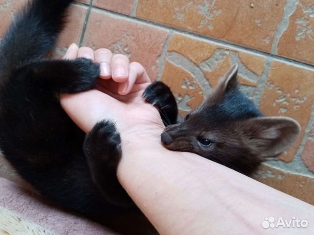 Самка соболя 4 месяца