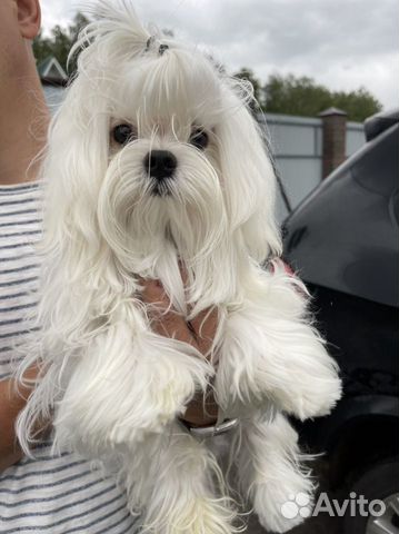 Мальчик на вязку Мальтезе