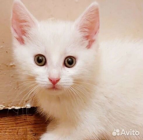 Кошечка 2 месяца в дар