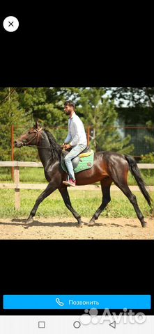 Карачаевский жеребец