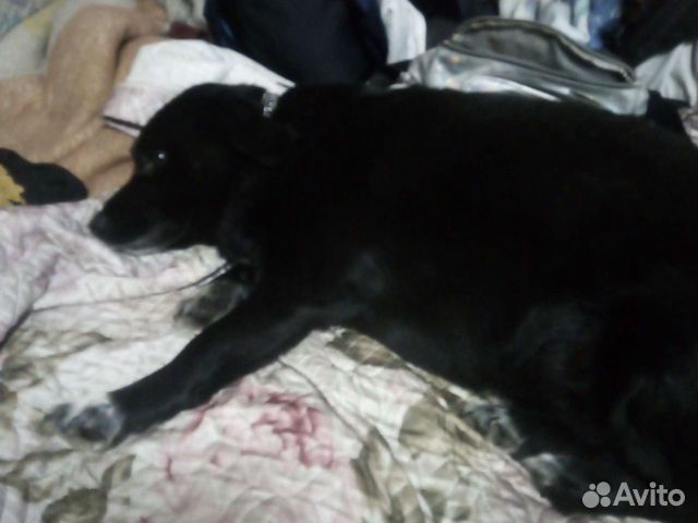 Собака лабладор