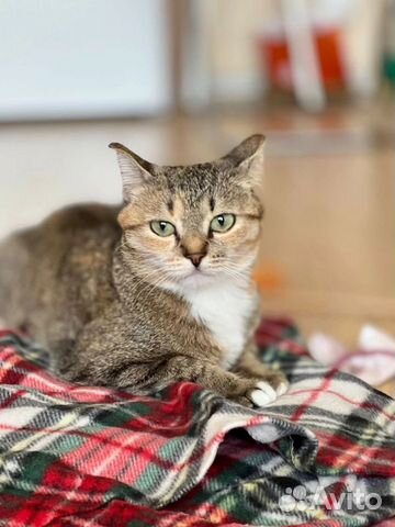 Кошка Симона ищет хозяина. Отдадим в хорошие руки