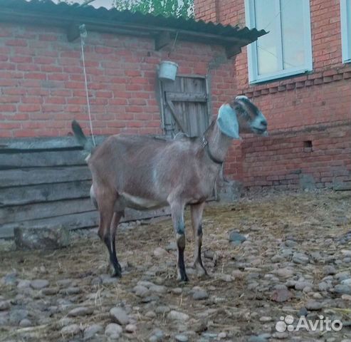 Дойные нубийские козы