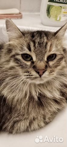 Сибирская кошечка погибает