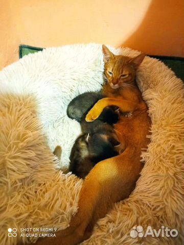 Абиссинские котята