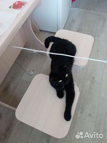 Кот бесплатно в добрые руки