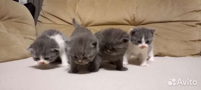 Шотландские котята