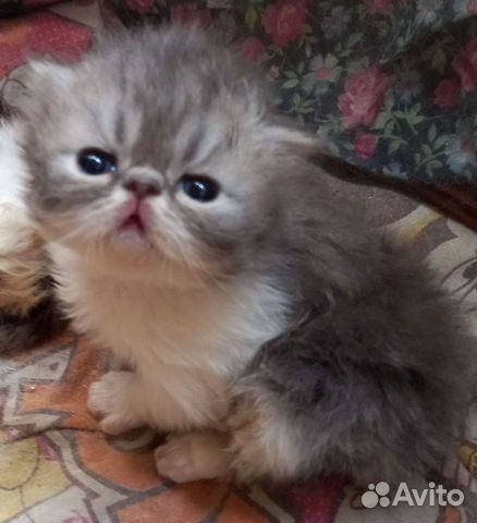 Персидские котята