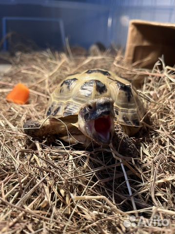 Черепаха сухопутная