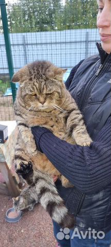 Крупный кот в добрые руки