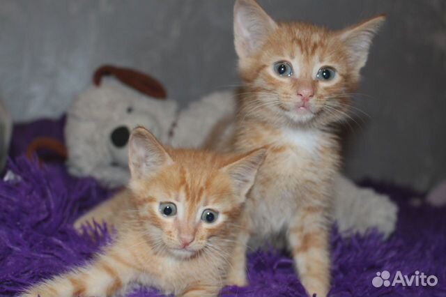 Маленькие рыжие котята в добрые руки, все мальчики