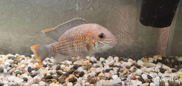 Акара бирюзовая