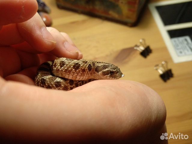 Свиноносый уж 10 мес. Самец