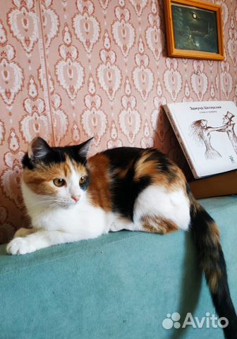 Кошка в добрые руки