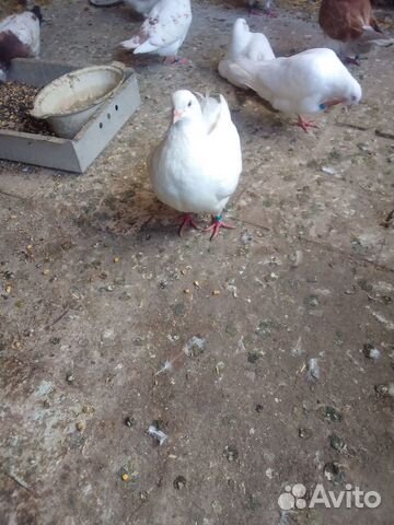 Мясные голуби