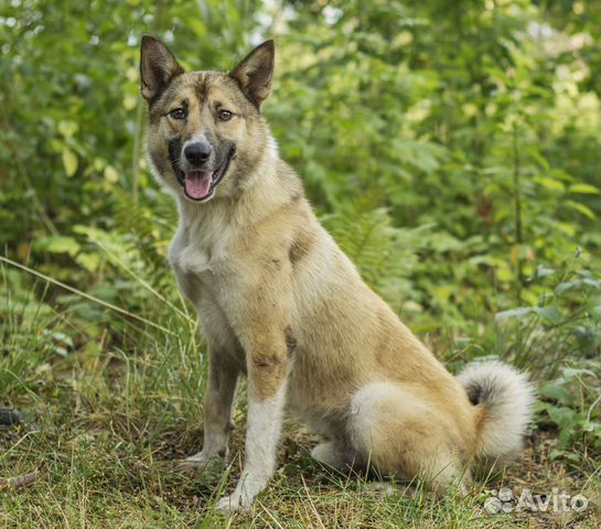 Супер пес. Хороший Метис с лайкой