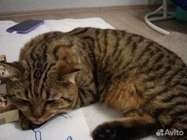 Кошка