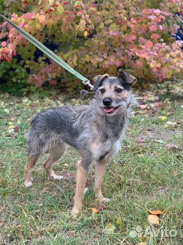 Собака в добрые руки