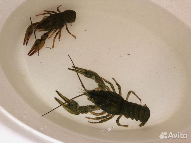 Речной рак 2 особи, не для еды