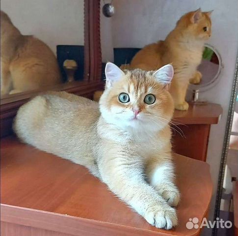 Британские золотые котята
