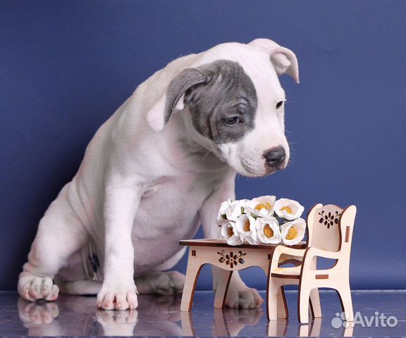 Стаффордширский бультерьер щенки