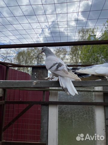 Голубка турецкая такла