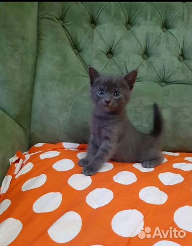 Супер красивый котенок
