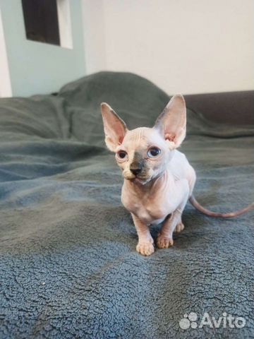 Канадский сфинкс котенок