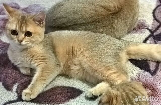 Милашки золото мальчики