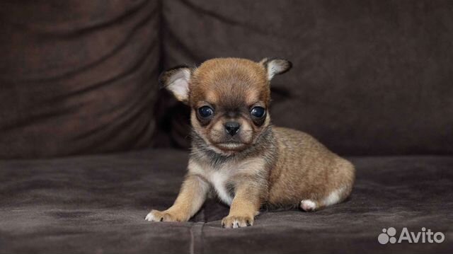 Девочка-кукляшка