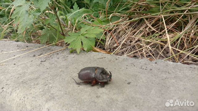 Жук носорог