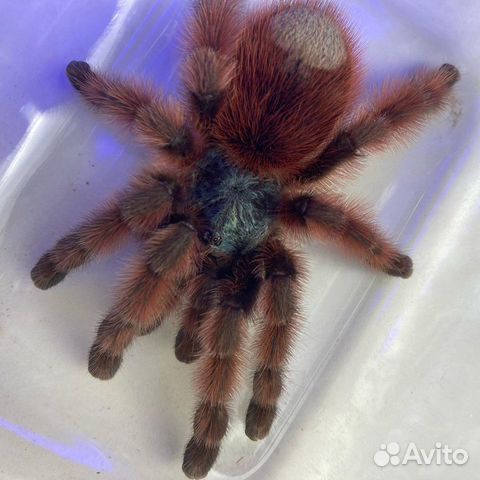 Паук-птицеед Avicularia Versicolor