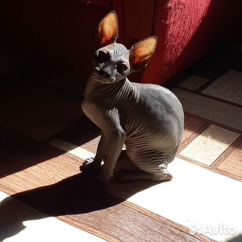 Канадский сфинкс котенок