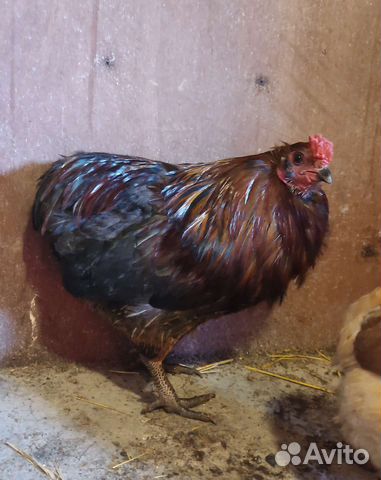 Куры и петухи Арауканы - безхвостые куры