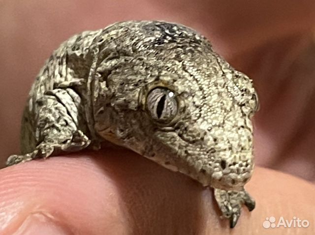 Гигантский бананоед