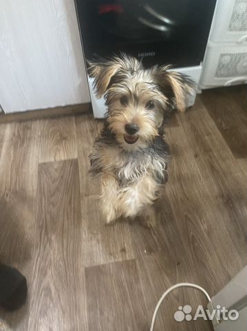 Йоркширский терьер