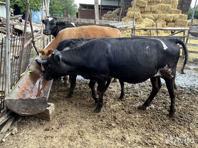 Продаю телят