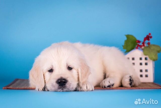 Золотистый ретривер