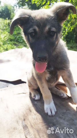 Щенок в добрые руки бесплатно