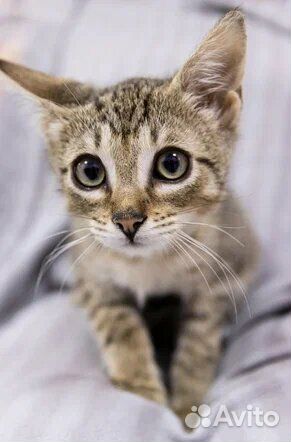 Кошечка Николь 3 мес. хочет домой